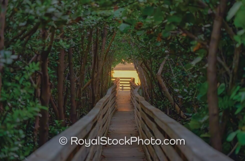 Immerse in Natures Beauty Along the Beach Boardwalk at Clifton S Perry ...