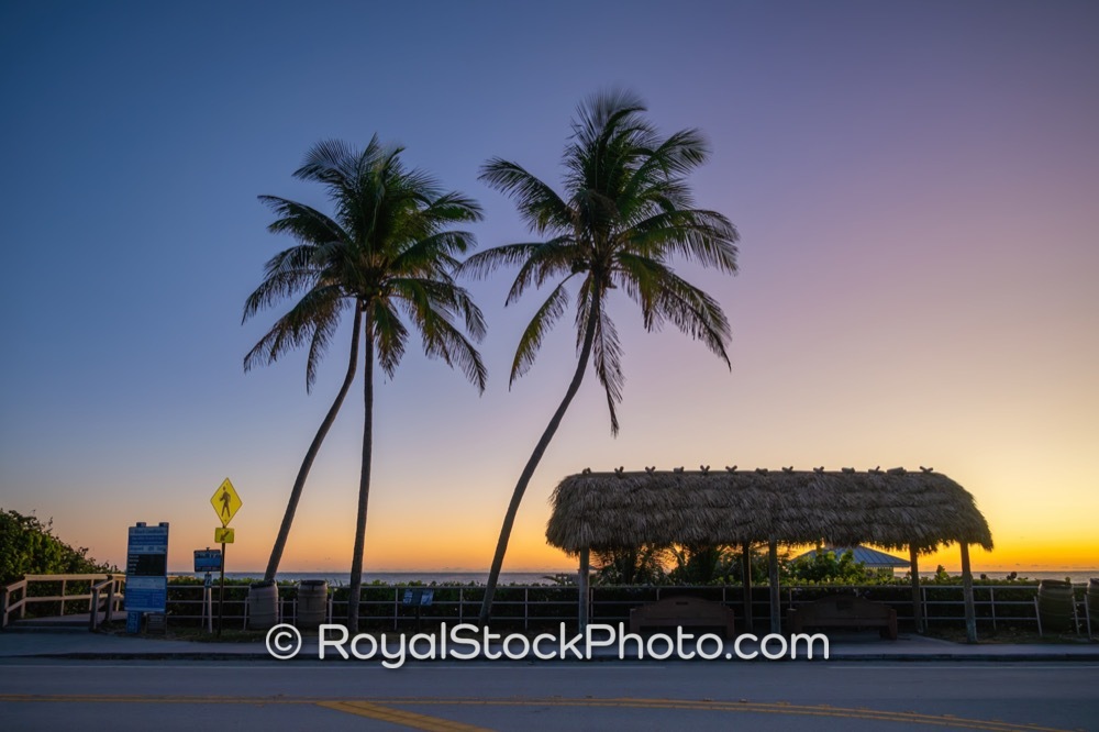 Native Flora and Scenic Sunrise Capture Vital Habitat at Juno Beach ...