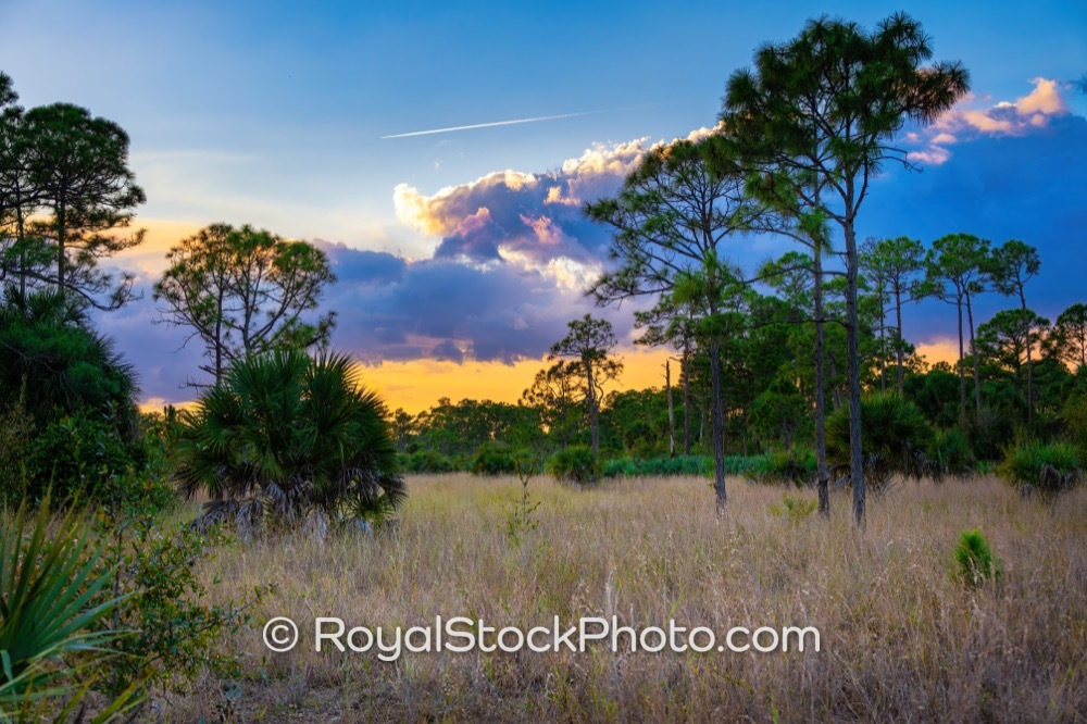 Explore the Diverse Flora and Fauna at Royal Palm Beach Pines During a ...