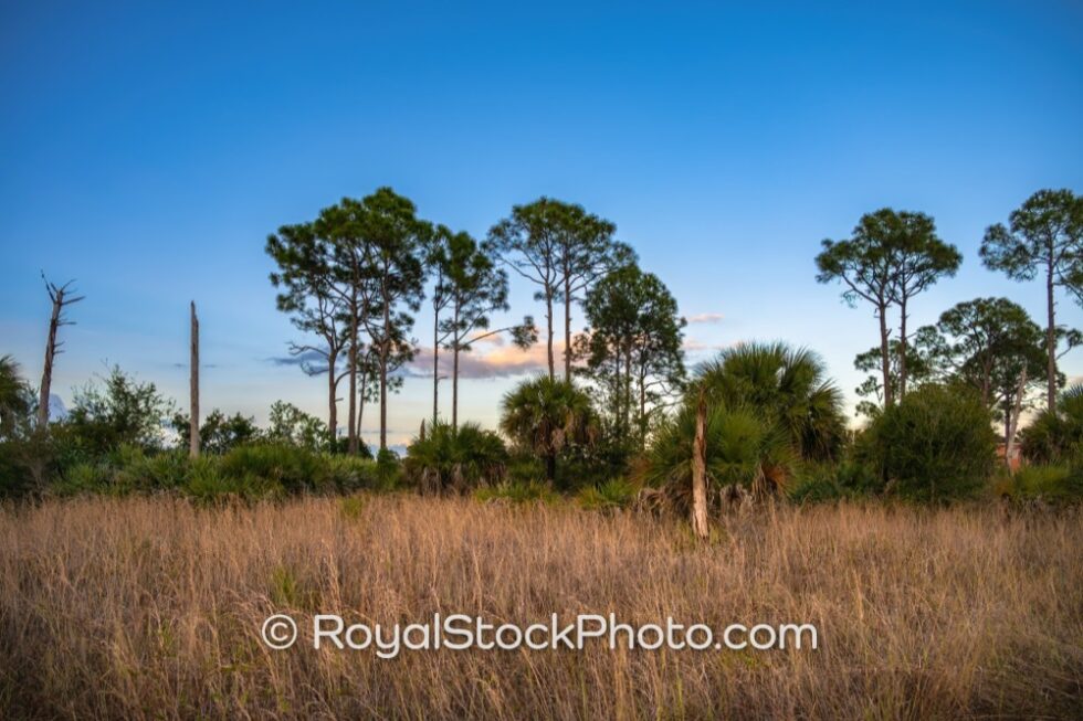 Inviting EcoFriendly Recreation Space Ideal for Visitors at Royal Palm ...