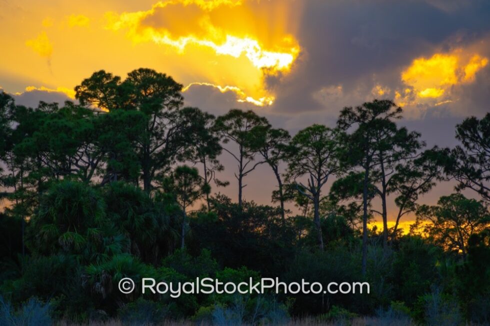 Protecting Ecosystems is Highlighted by Stunning Sunset at Royal Palm ...