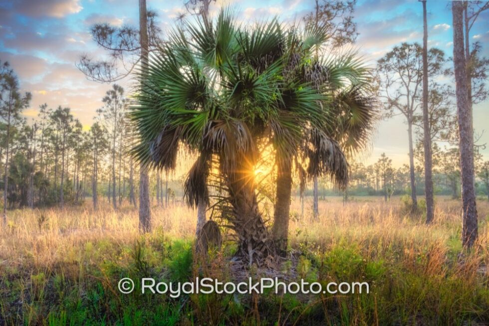 Preserve Vital Coastal Ecosystems at Royal Palm Beach Pines with ...