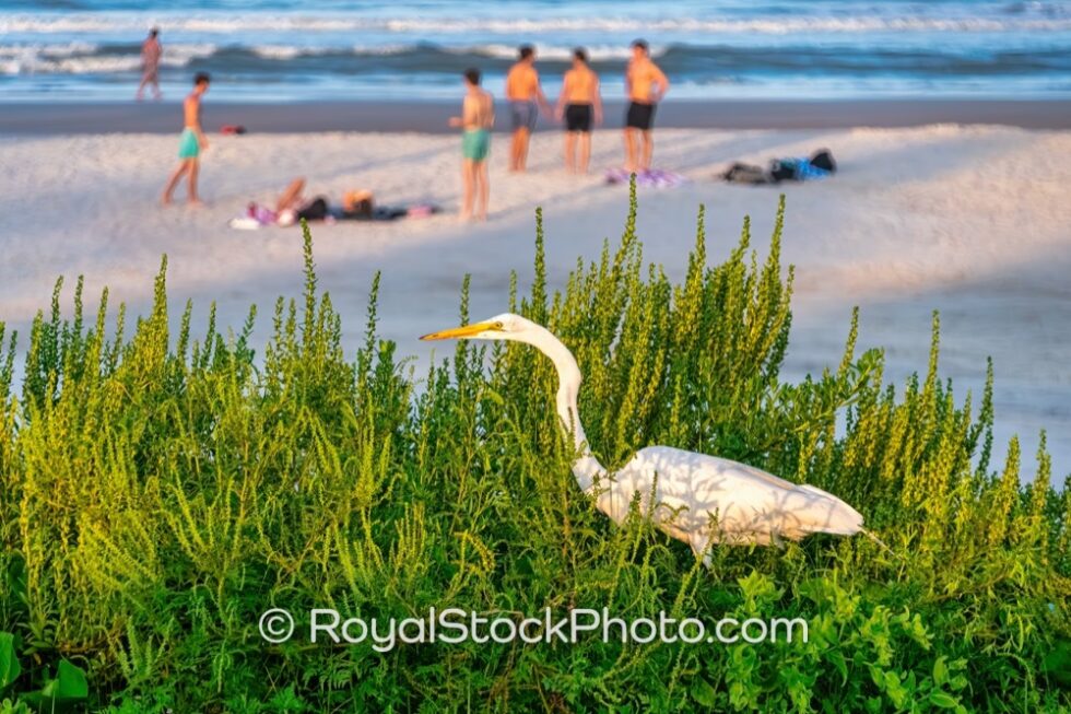 Wildlife at Sunset Great Egret Stands Amid Beachgoers Enjoying Daytona ...