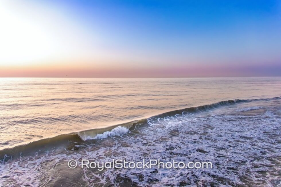 Conservation Perspective Highlights Marine Ecosystems at Daytona Beach ...