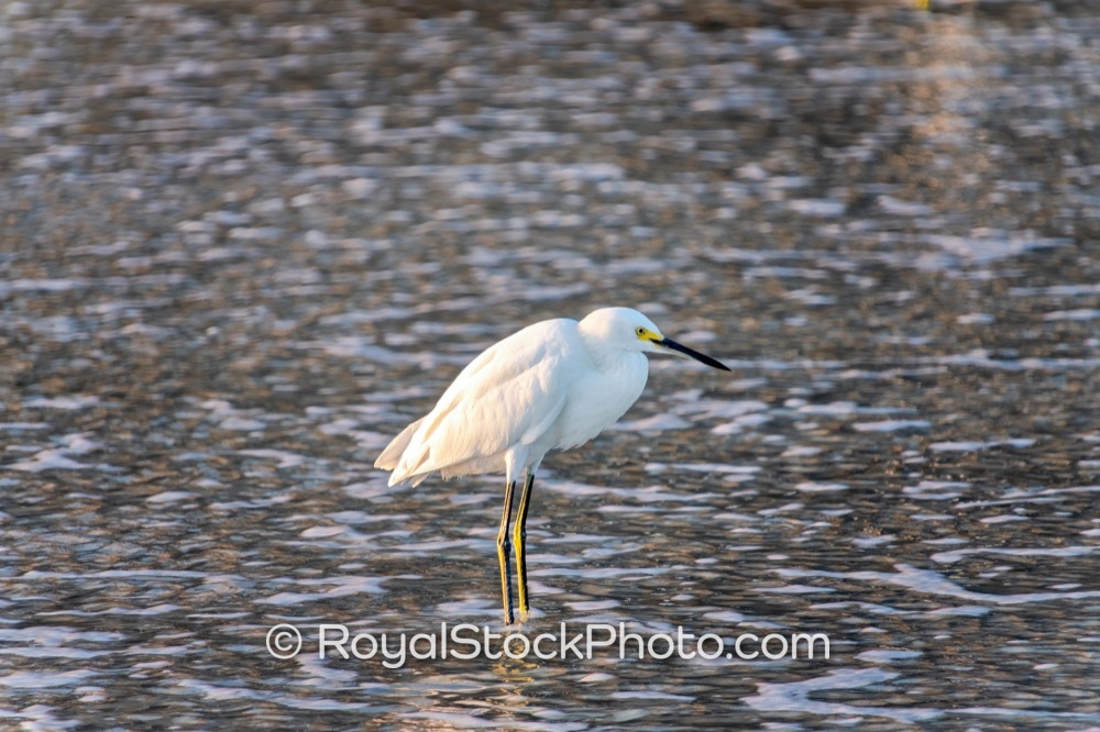 Celebrate Local Wildlife Preservation at Daytona Beach Shore with ...