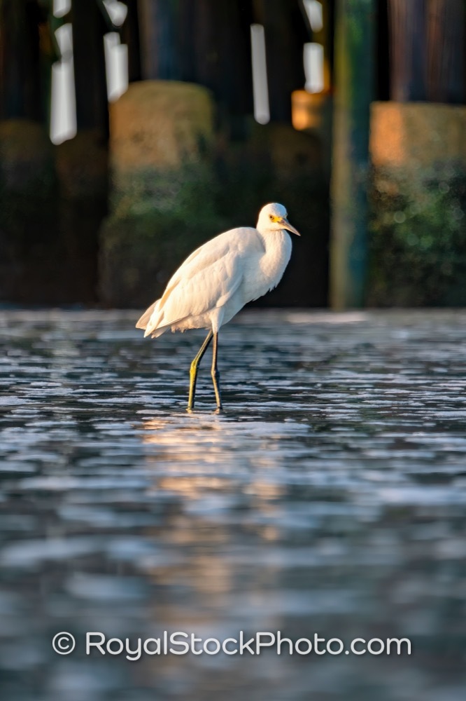 Champion Coastal Wildlife Conservation with Graceful Wading Birds at ...
