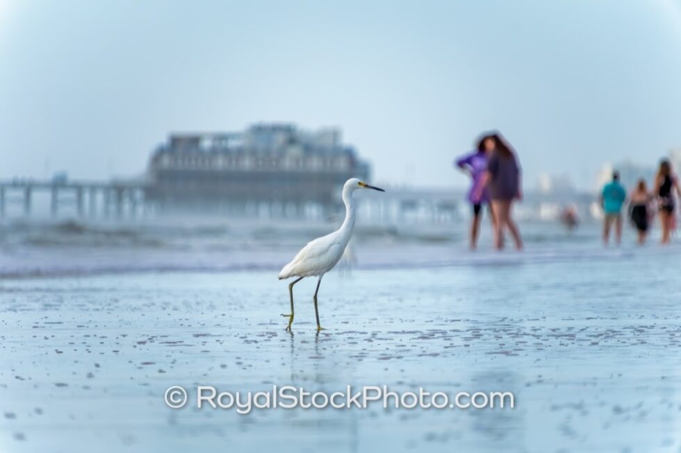 Supporting Marine Life Awareness Through Coastal Activities at Daytona ...