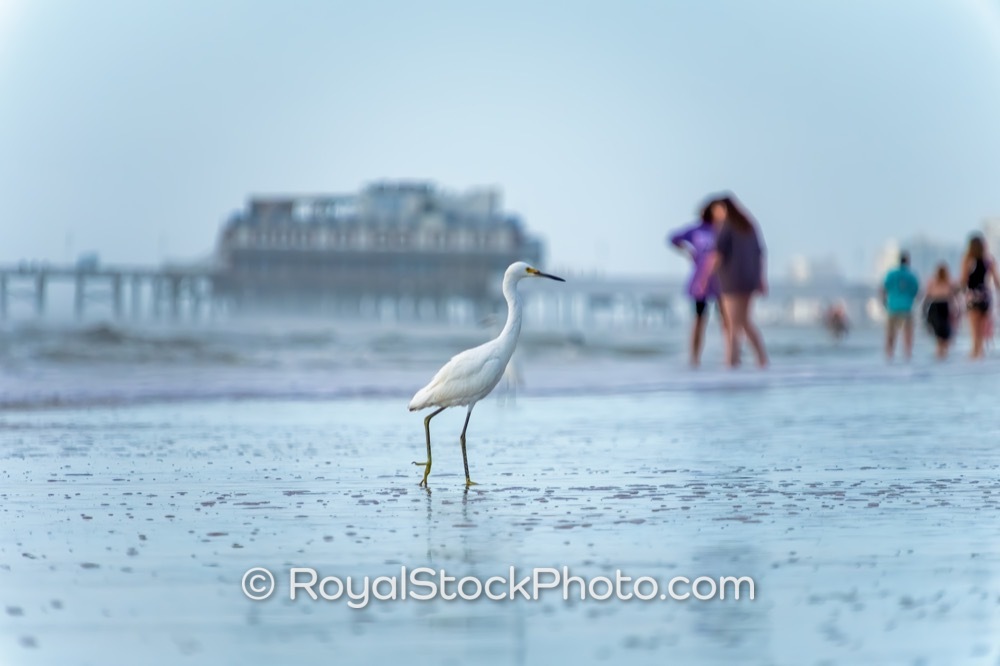 Supporting Marine Life Awareness Through Coastal Activities at Daytona ...
