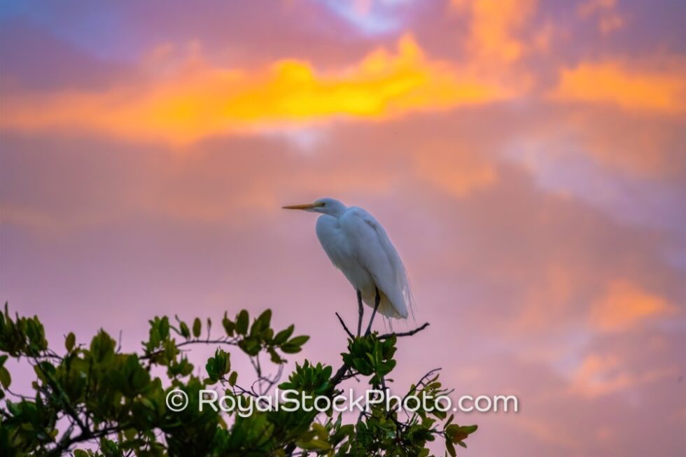 Powerful Symbol of Floridas Wildlife Showcases Great Egret at Castaways ...