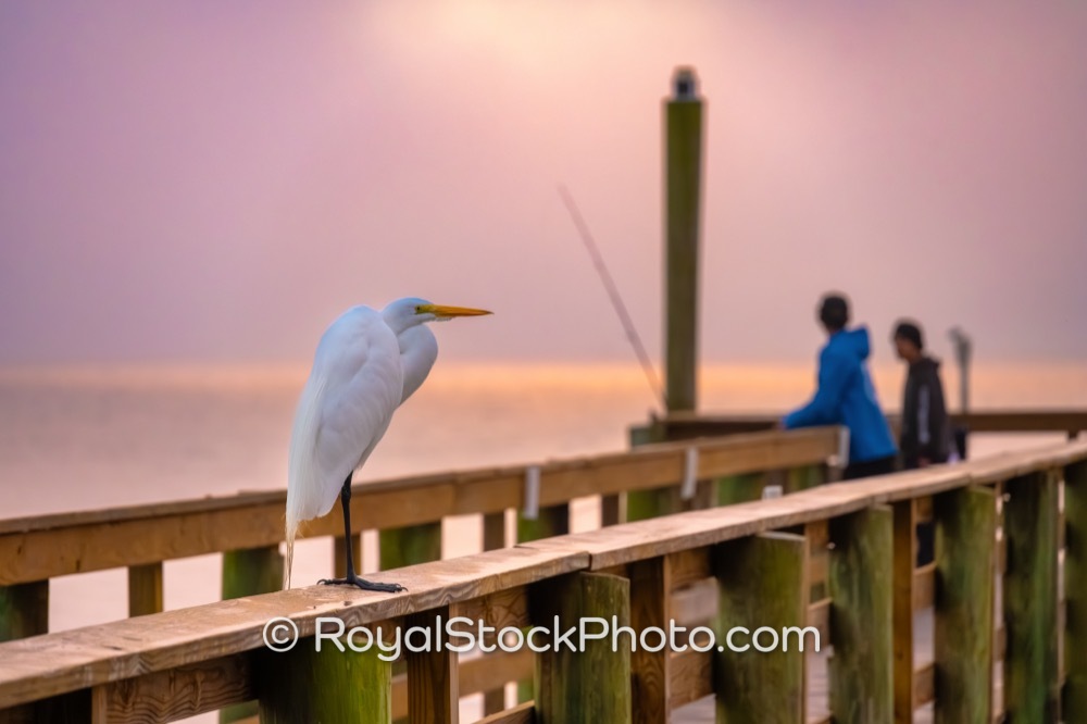 Witness Natures Wonders at Castaways Point Park with Wildlife ...