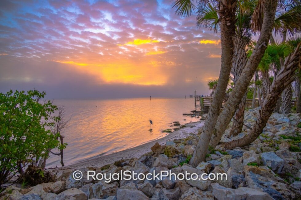 Scenic Sunrise Reveals Diverse Wildlife and Coastal Habitats at ...