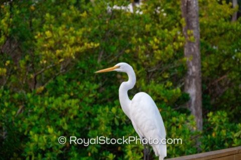 Natural Habitat Enriches Native Wildlife Viewing at Castaways Point ...