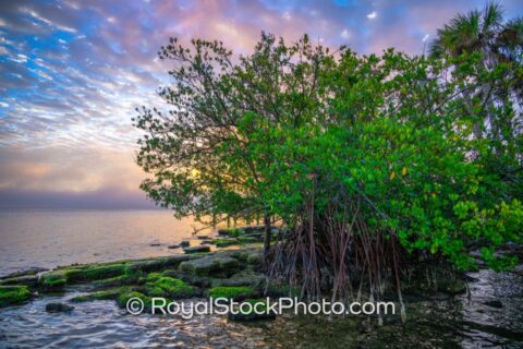 Discover Scenic Mangroves Framing a Blissful Sunrise at Castaways Point ...