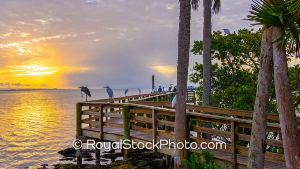 Preserving Natures Beauty WildlifeWatching At Castaways Point Park ...