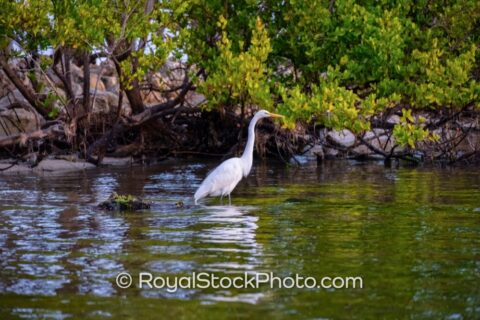 Natural Habitat and Coastal Wildlife Flourish at Castaways Point Park ...