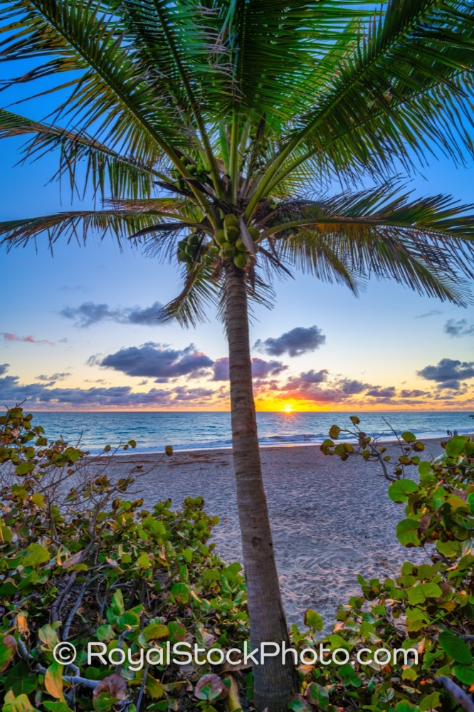 Native Ecosystem Blossoms with Coastal Vegetation at Juno Beach Access ...