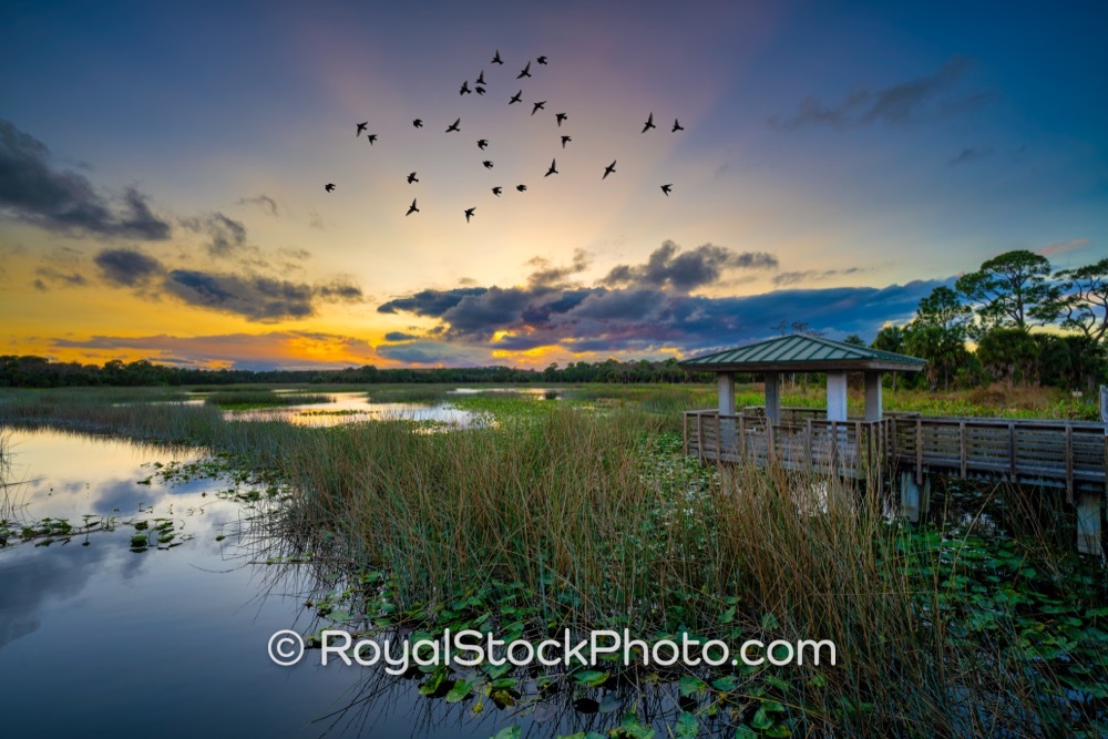 Native Habitat Preservation Highlighted During Golden Hour at Winding ...