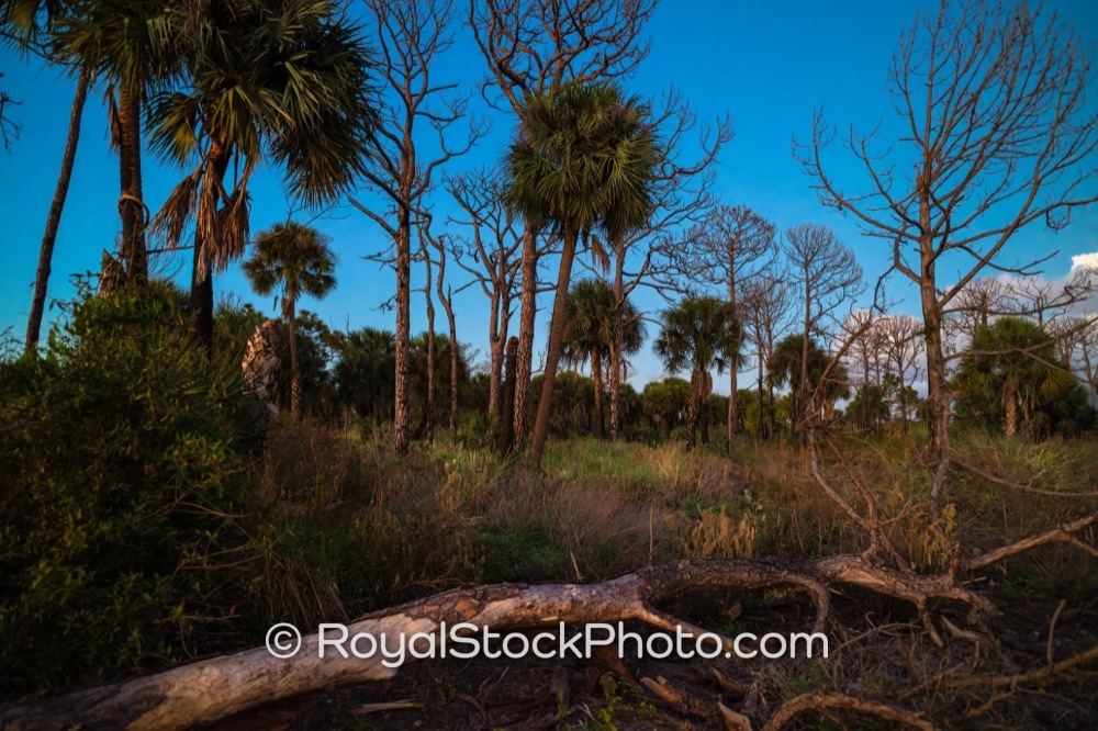 Native Ecosystem Flourishes in Winding Waters Natural Area at Sunset in ...