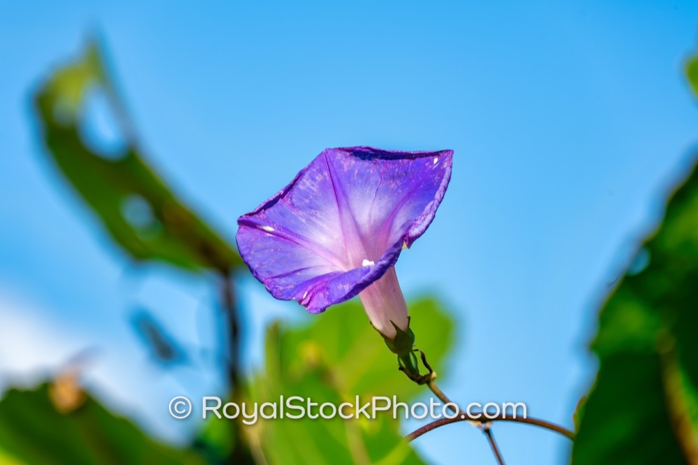 Native Flora Showcasing Endangered Coastal Ecosystem at Jupiter Beach ...