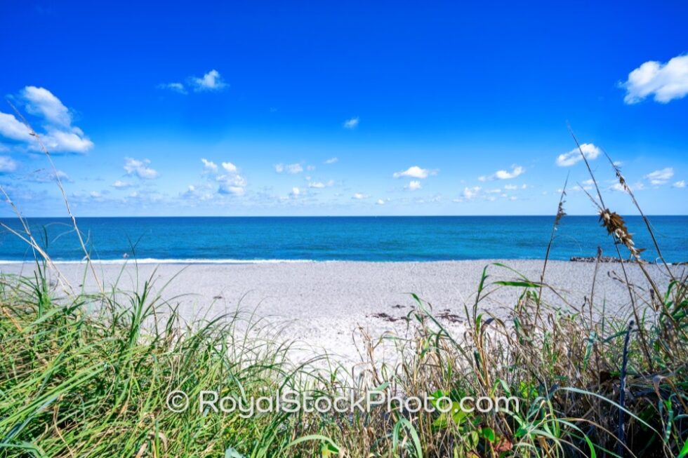 Explore Vibrant Coastal Ecosystems Thriving at Jupiter Beach Park in ...