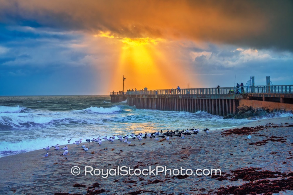 Coastal Ecosystem Thrives at Sebastian Inlet Fishing Pier in Melbourne ...